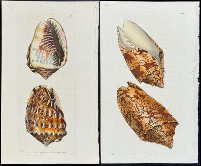 Lot 62306 - Shaw & Nodder - 3 Shell Engravings | Trillium Rare Prints
