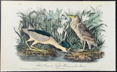 Lot 62318 - Audubon - Black-Crowned Night Heron or Qua Bird. 363 ...