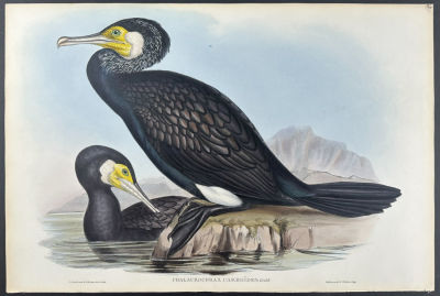 Lot 62417 - Gould, Australia - Australian Cormorant | Trillium Rare Prints