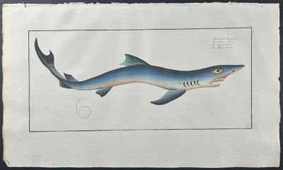 Lot 62521 - Bloch, Folio - Blue Shark - Squalus Glaucus. 86 | Trillium ...