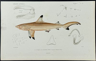 Lot 62698 - Cuvier - Shark. 114 | Trillium Rare Prints