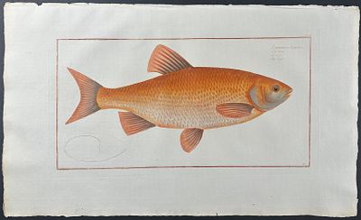 Lot 62702 - Bloch, Folio - Orf Fish - Cyprinus Orfus. 96 | Trillium ...