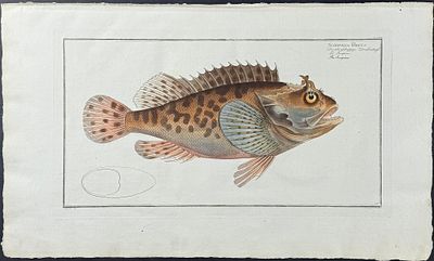 Lot 62703 - Bloch, Folio - Fish - Scorpaena Porcus. 181 | Trillium Rare ...
