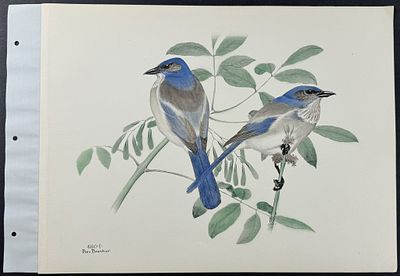 Lot 62941 - Brasher - Blue-Ear Jay. 480-1 | Trillium Rare Prints