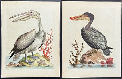 Lot 63110 - Edwards - Pair of Engravings of Pelican with Coral ...