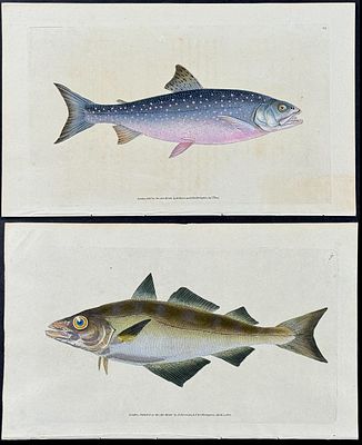 Lot 63502 - Donovan - 5 Fish Engravings (Salmon, Cod, &c.) | Trillium ...