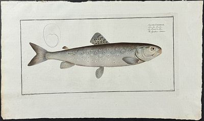 Lot 63508 - Bloch, Folio - Fish - Salmo Goedenii. 102 | Trillium Rare ...