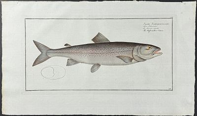 Lot 63509 - Bloch, Folio - Fish - Salmo Schifermulleri. 103 | Trillium ...