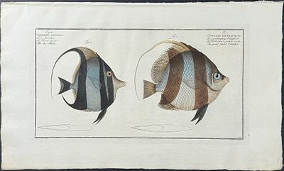 Lot 63510 - Bloch, Folio - Fish - Chaetodon Cornutus, C. Macrolepidotus ...