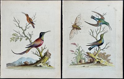 Lot 63516 - Edwards - Pair of Hummingbird Engravings | Trillium Rare Prints