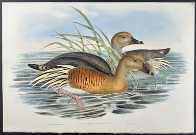 Lot 63657 - Gould, Australia - Eyton's Duck | Trillium Rare Prints