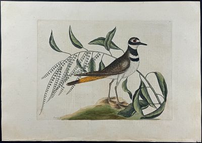 Lot 63749 - Catesby, Folio - Chattering Plover with Sorrel Tree. 1-71 ...