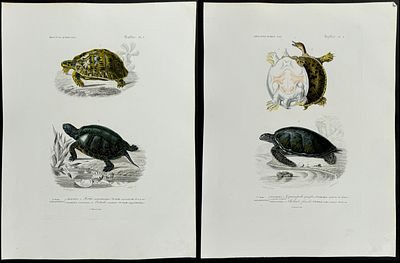 Lot 63900 - D'Orbigny - Pair of Turtle or Tortoise Engravings ...