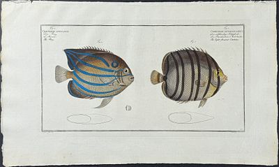 Lot 63916 - Bloch, Folio - Fish - Chaetodon Annularis, C. Octofasciatus ...