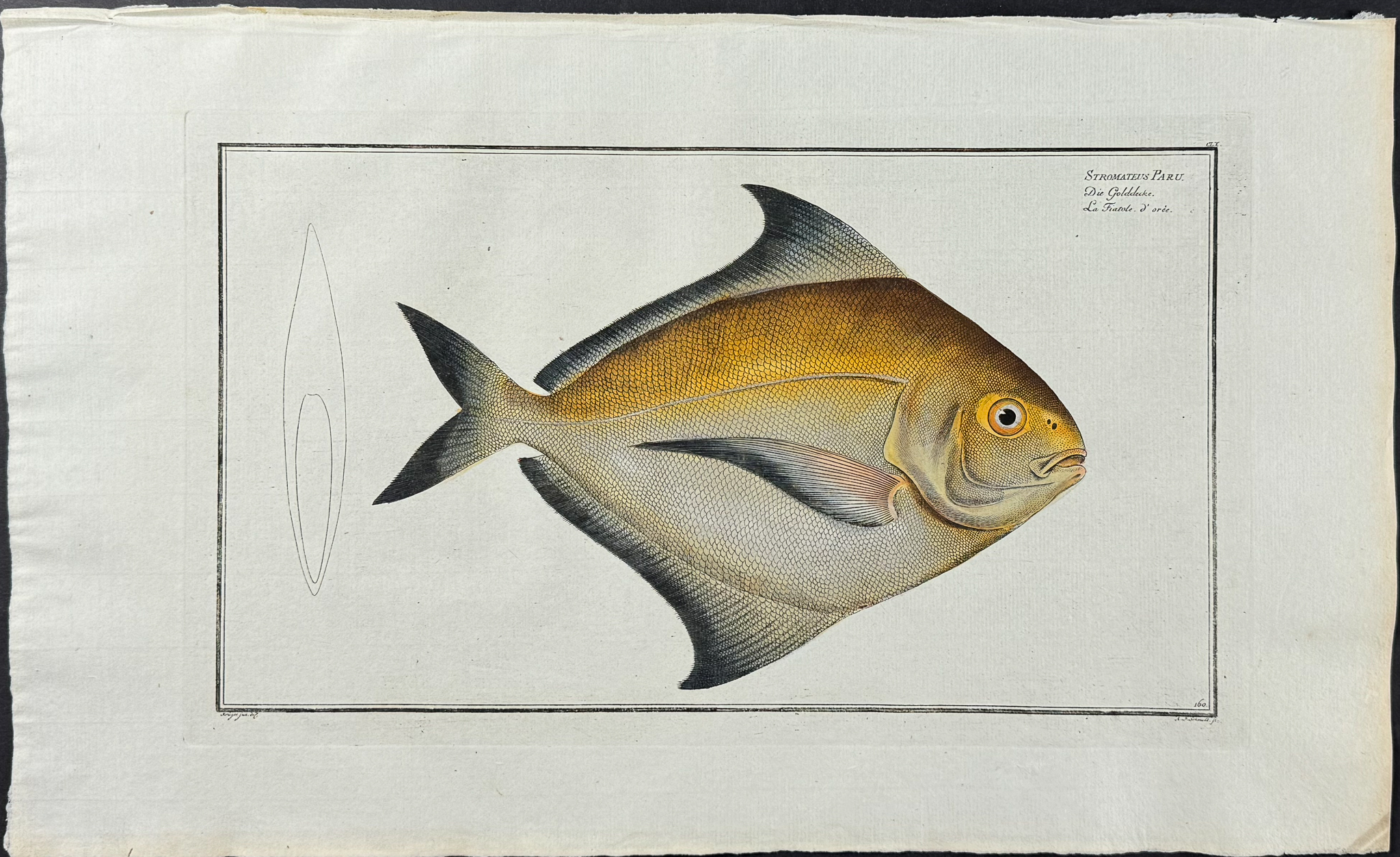 Lot 63918 - Bloch, Folio - Fish - Stromateus Patus. 160 | Trillium Rare ...