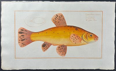 Lot 63919 - Bloch, Folio - Fish - Cyprinus Tinca Auratus. 15 | Trillium ...