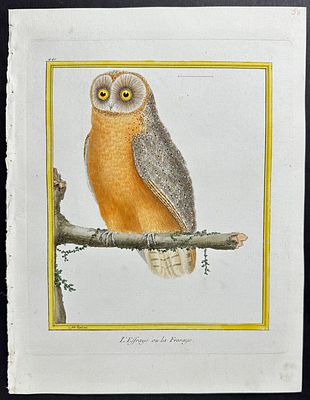 Lot 63933 - Martinet & Buffon - Barn Owl. 440 | Trillium Rare Prints