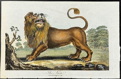 Lot 64091 - Linnaeus - Lion | Trillium Rare Prints