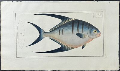 Lot 64107 - Bloch, Folio - Fish - Chaetodon Glaucus. 210 | Trillium ...