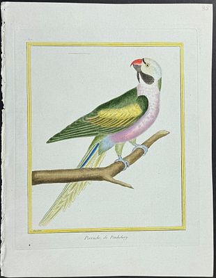 Lot 64120 - Martinet & Buffon - Parrot. 517 | Trillium Rare Prints