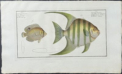 Lot 64306 - Bloch, Folio - Fish - Chaetodon Ocellatus, C. Plumieri. 211 ...