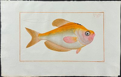 Lot 64505 - Bloch, Folio - Fish - Kyrtus Indicus. 169 | Trillium Rare ...