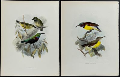 Lot 64522 - Shelley & Keulemans - 4 Sunbird Lithographs | Trillium Rare ...