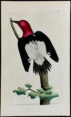 Lot 64688 - Shaw & Nodder - Red-headed Woodpecker. 126 | Trillium Rare ...