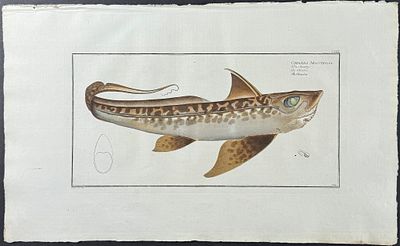 Lot 64702 - Bloch, Folio - Fish - Chimaera Monstrosa. 124 | Trillium ...