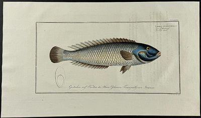 Lot 64891 - Bloch, Folio - Fish; Labrus Cyanocephalus. 286 | Trillium ...