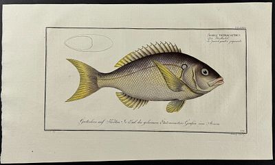 Lot 64892 - Bloch, Folio - Fish; Sparus Tetracanthus. 279 | Trillium ...