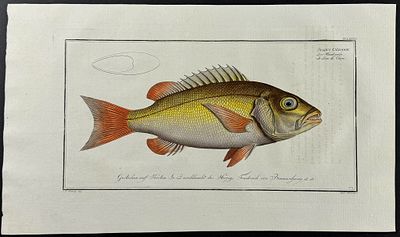 Lot 64893 - Bloch, Folio - Fish; Sparus Cynodon. 278 | Trillium Rare Prints