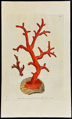 Lot 64897 - Shaw & Nodder - Red Coral. 82 | Trillium Rare Prints