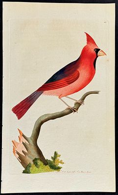 Lot 64900 - Shaw & Nodder - Cardinal Grosbeak. 105 | Trillium Rare Prints