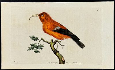 Lot 64901 - Shaw & Nodder - Hawaiian Honeycreeper or Scarlet Creeper ...