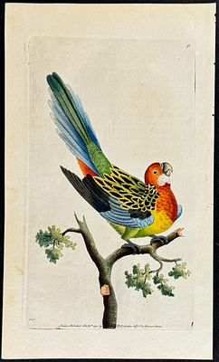Lot 64905 - Shaw & Nodder - Nonpareil Parrot. 93 | Trillium Rare Prints