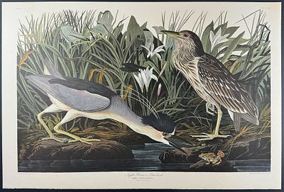 Lot 65003 - Audubon, Amsterdam Ed - Night Heron or Qua Bird. 236 ...
