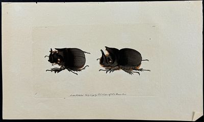 Lot 65101 - Shaw & Nodder - Midas Beetle. 131 | Trillium Rare Prints