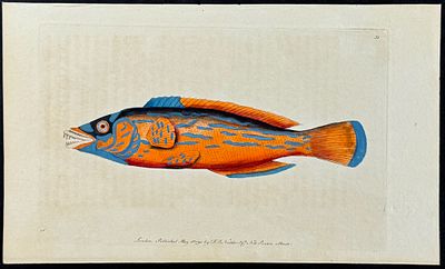 Lot 65492 - Shaw & Nodder - Beautiful Sparus Fish. 31 | Trillium Rare ...