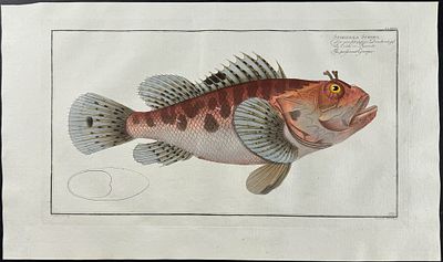 Lot 65503 - Bloch, Folio - Fish; Scorpaena scrofa. 182 | Trillium Rare ...