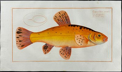 Lot 65504 - Bloch, Folio - Fish; Cyprinus tinca auratus. 15 | Trillium ...