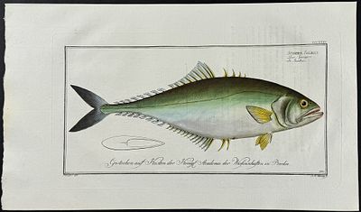 Lot 65702 - Bloch, Folio - Fish; Scomber Saliens. 335 | Trillium Rare ...