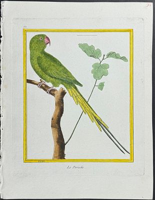 Lot 65704 - Martinet & Buffon - Parrot. 550 | Trillium Rare Prints