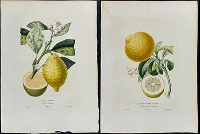 Lot 65720 - Risso - 4 Citrus Fruit Engravings | Trillium Rare Prints