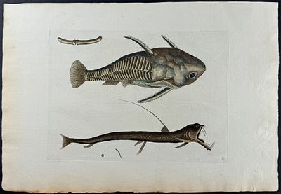 Lot 65731 - Catesby, Folio - Viper Mouth & Gamora Fish. Sup-19 ...