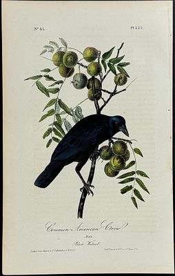 Lot 65911 - Audubon - Common American Crow. 225 | Trillium Rare Prints