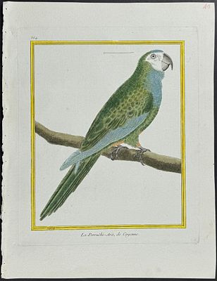 Lot 65920 - Martinet & Buffon - Parrot. 864 | Trillium Rare Prints
