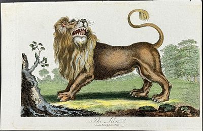 Lot 66086 - Linnaeus - Lion | Trillium Rare Prints