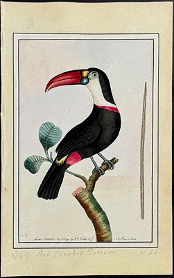 Lot 66127 - Nodder, Watercolor - Red-beaked Toucan. 183 | Trillium Rare ...