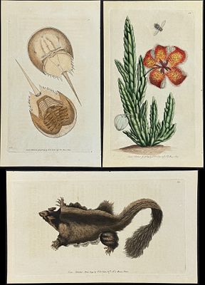 Lot 66269 - Shaw & Nodder - 18 Natural History Engravings | Trillium ...